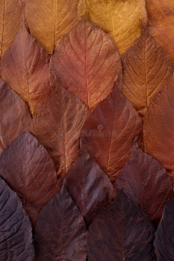 Autumn Leaves Gradient Background. Top View. Stock Photo - Image of ...
