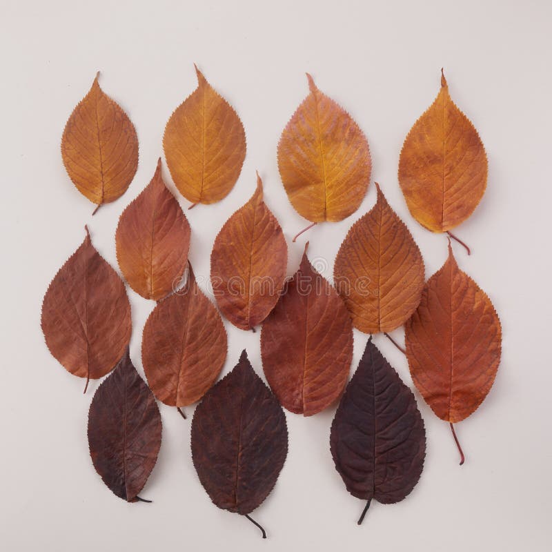 Autumn Leaves Gradient Background. Top View. Stock Image - Image of ...