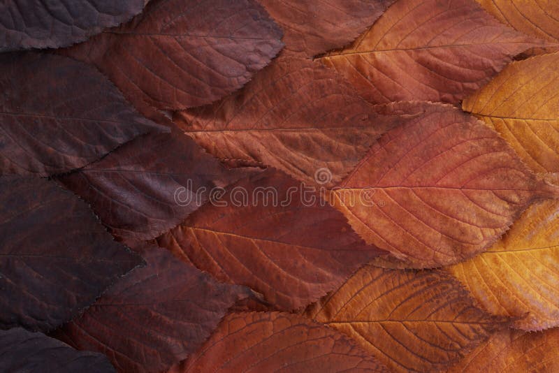 Autumn Leaves Gradient Background. Top View. Stock Photo - Image of ...