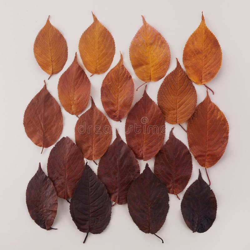 Autumn Leaves Gradient Background. Top View. Stock Photo - Image of ...