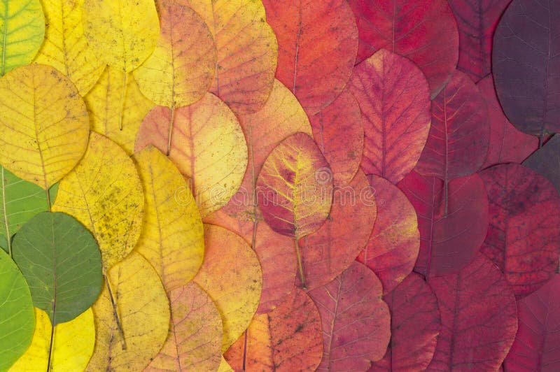 Autumn Leaves - Autumn Gradient in Color. Multicolored Bright Leaves ...