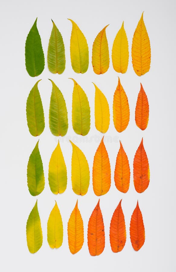 Autumn Leaves Gradient Colorful Rainbow Leaf Pattern Fall Colors Stock ...