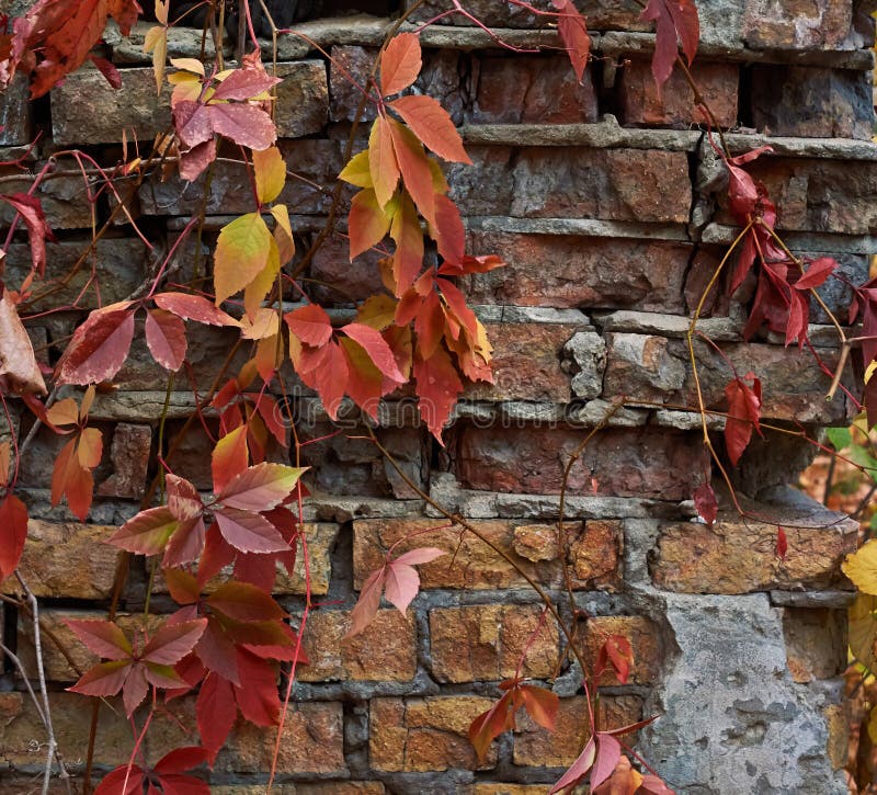Autumn Leaves of Grapes on Old Brick Wall. Stock Image - Image of ...