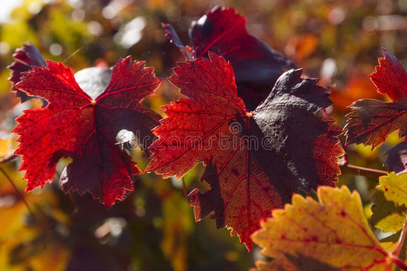 Autumn Leaves of Grapevine stock image. Image of grapevine - 77477855