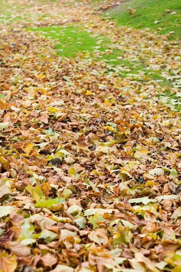Autumn Leaves on the Grass stock photo. Image of autumnal - 1872296