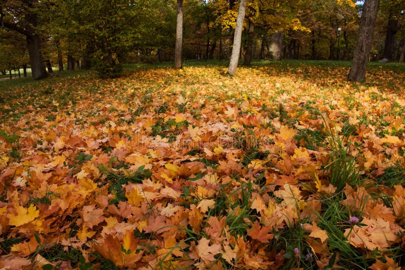 Autumn leaves on grass stock photo. Image of coloured - 6623808