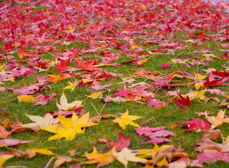 Autumn leaves on grass stock image. Image of foliage, clothing - 7174697