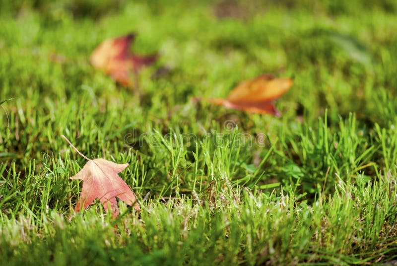 Autumn Leaves on the Grass, Fall Concept Stock Photo - Image of growth ...