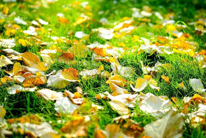 Autumn Grass Picture. Image: 1477782