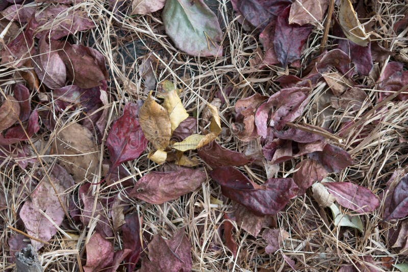 Autumn Leaves and Grasses on Forest Floor Stock Image - Image of leaf ...