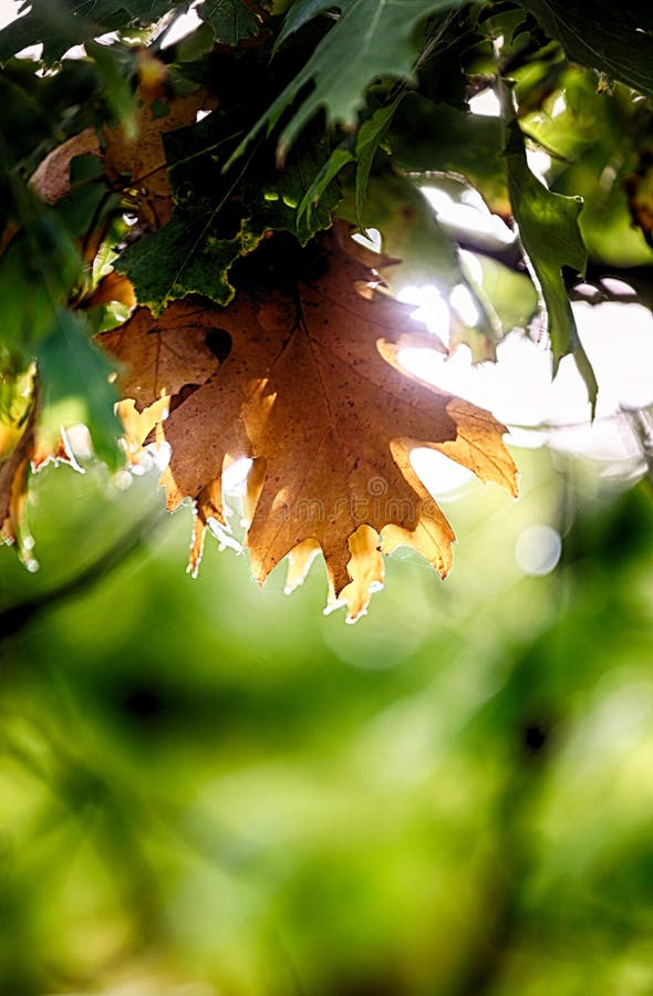 Autumn leaves green stock image. Image of fall, brown - 57502023