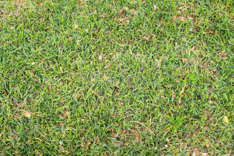 Dead Grass Texture Seamless Stock Photos - Free & Royalty-Free Stock ...