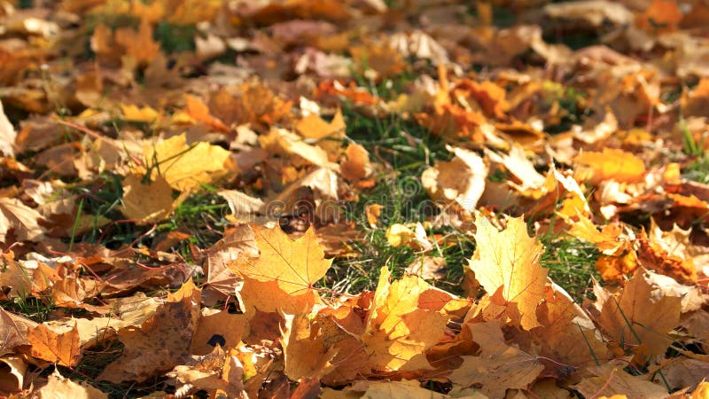 Autumn Leaves on Green Grass. Stock Photo - Image of flora, grass ...