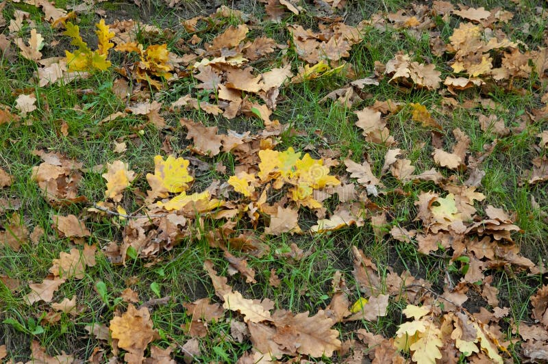 Autumn Leaves among the Green Grass Stock Image - Image of outdoors ...