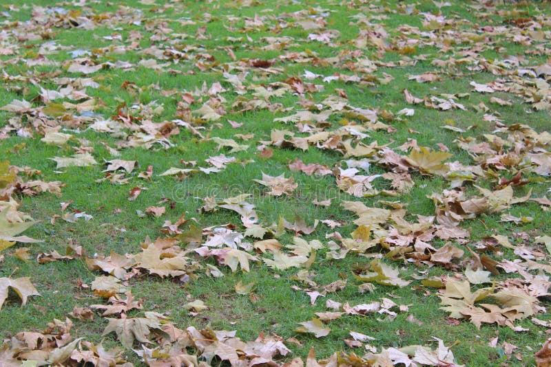 Autumn Leaves on Green Grass Stock Photo - Image of green, park: 78139392