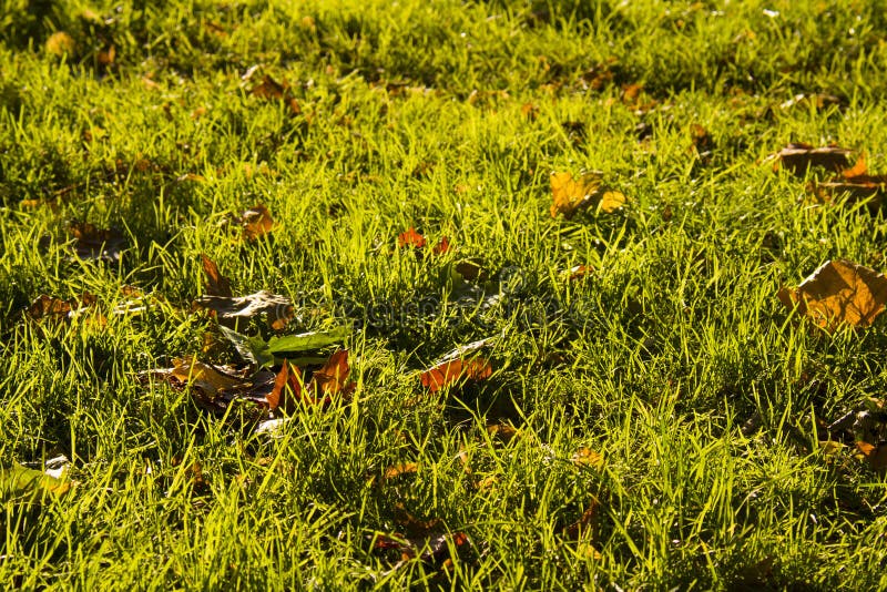 Autumn Leaves on Green Grass Stock Image - Image of scene, park: 101683467