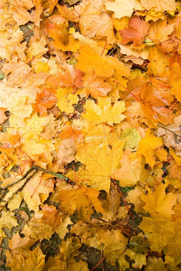Leaves on the Ground in Autumn As a Background Stock Photo - Image of ...
