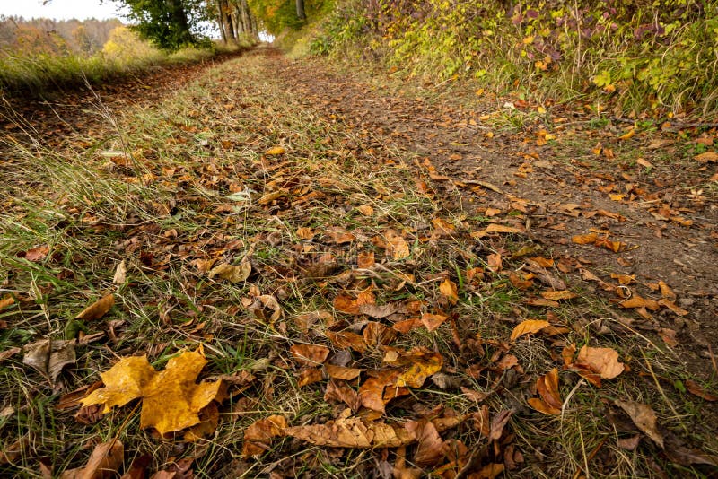 Autumn Leaves on the Ground Stock Image - Image of park, outdoor: 161701011