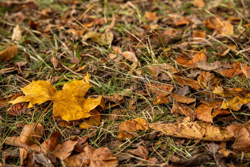 Autumn Leaves on the Ground Stock Photo - Image of green, season: 161701110
