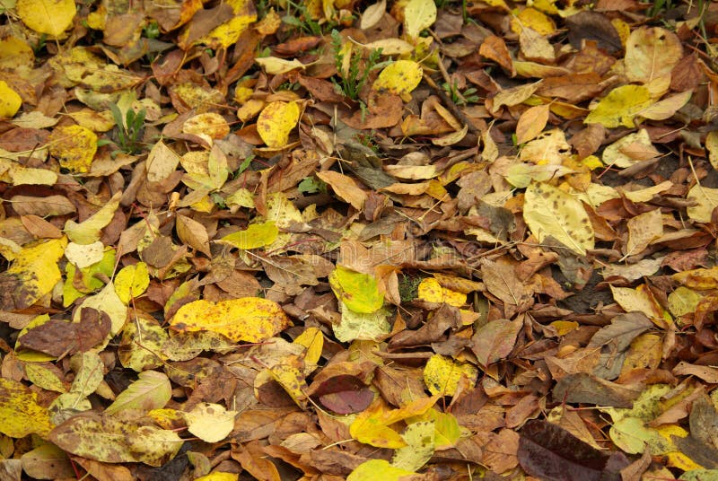 Autumn Leaves on the Ground Stock Photo - Image of fall, maple: 21824722