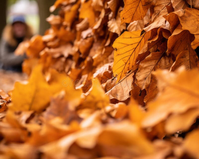 Autumn Leaves on the Ground Stock Illustration - Illustration of leaf ...