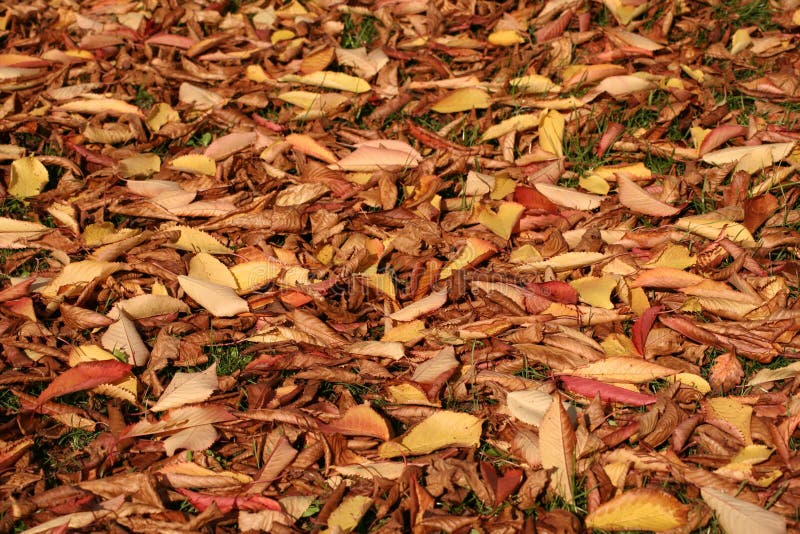 Autumn leaves on ground stock photo. Image of brown, fallen - 3431610