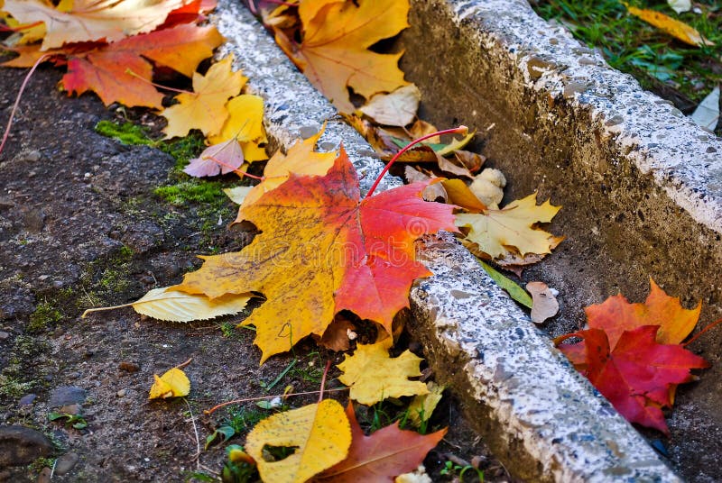 Autumn Leaves on the Ground Stock Image - Image of nature, blue: 59950139