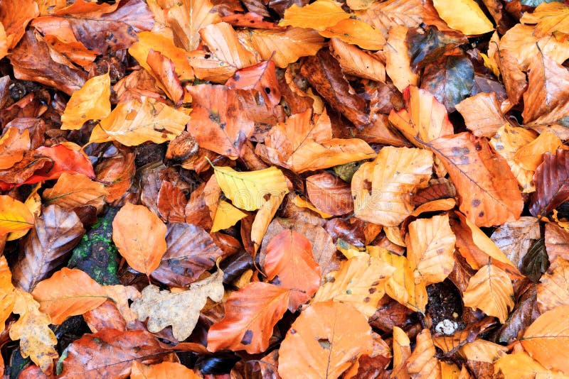 Autumn Leaves on the Ground Stock Image - Image of floor, natural: 93148345