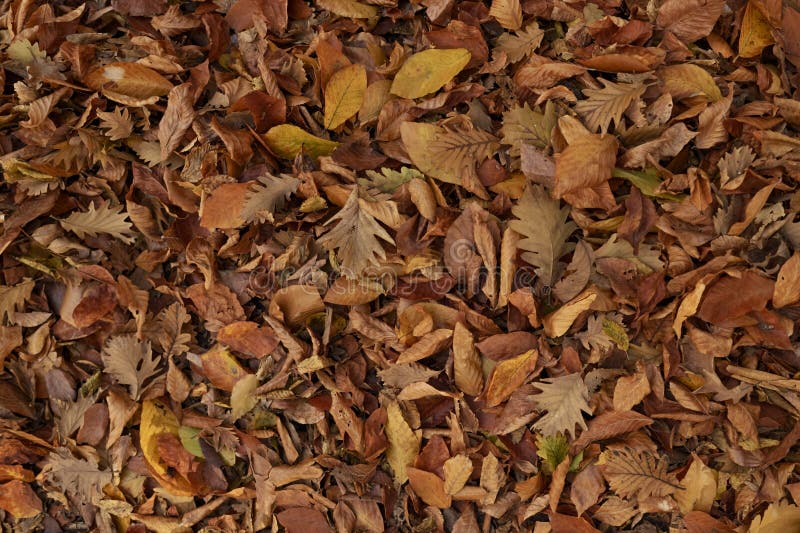 Autumn Leaves on the Ground Background Top View Stock Photo - Image of ...