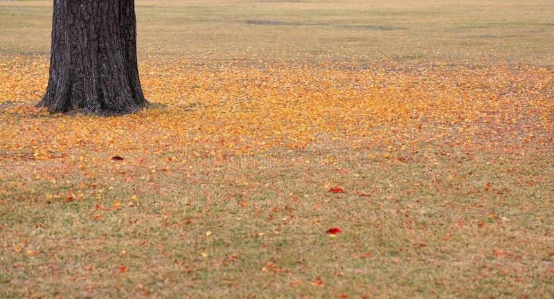 Autumn Leaves on Ground in Beautiful Park. Fall Season Stock Photo ...