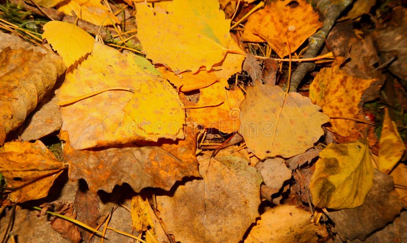 Autumn Leaves on the Ground Close Up Stock Image - Image of geology ...