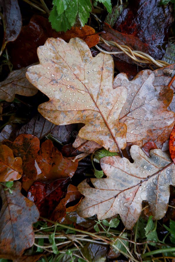 Autumn Leaves on the Ground Close Up Stock Photo - Image of forest ...