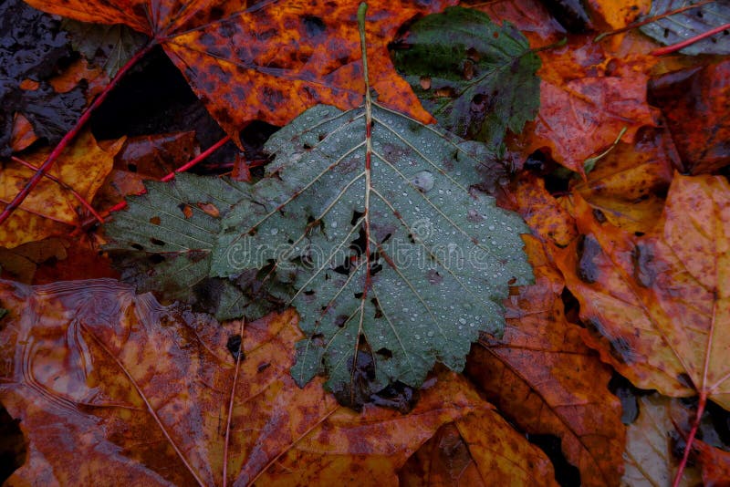Autumn Leaves on the Ground Close Up Stock Photo - Image of plant ...