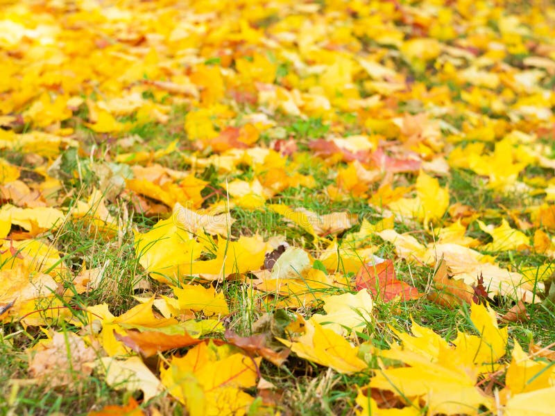 Autumn Leaves on the Ground Stock Image - Image of color, park: 176629529