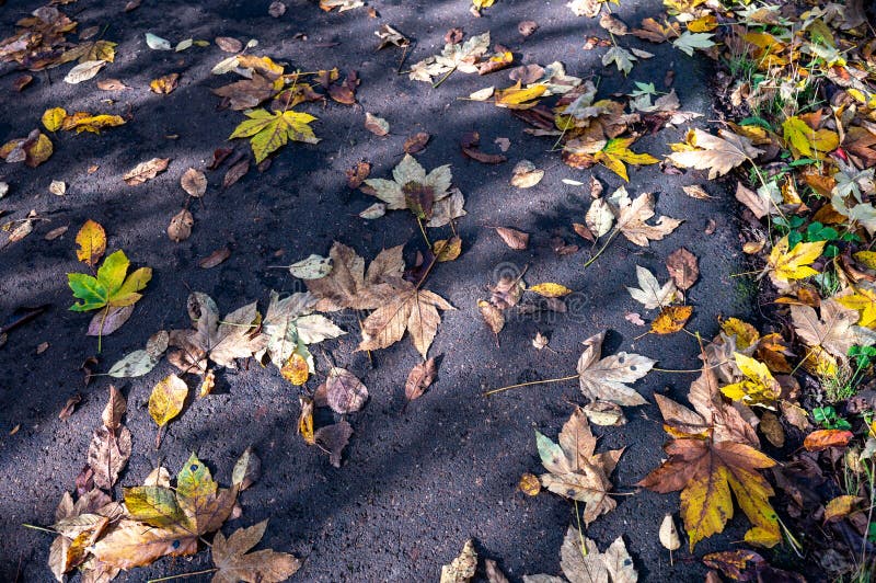 Autumn Leaves on the Ground Stock Image - Image of leaves, season ...