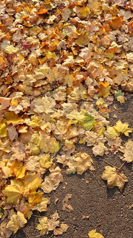 Autumn leaves stock photo. Image of ground, forest, scenery - 347937460