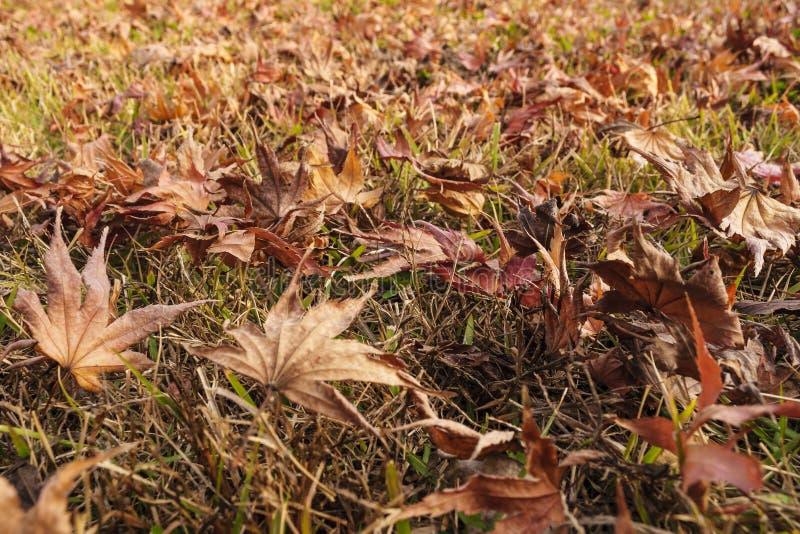 Autumn Leaves on Ground. Fall Colors. Background Stock Image - Image of ...