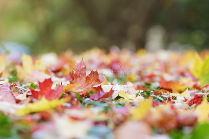 Autumn Leaves on the Ground Stock Image - Image of foliage, nature ...