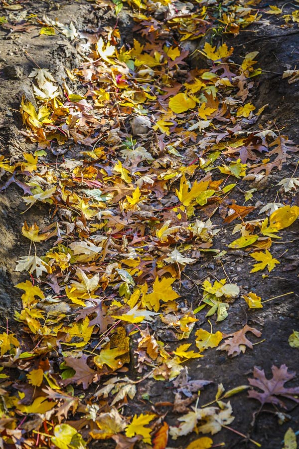 Autumn Leaves on the Ground Stock Photo - Image of fallen, view: 175420170