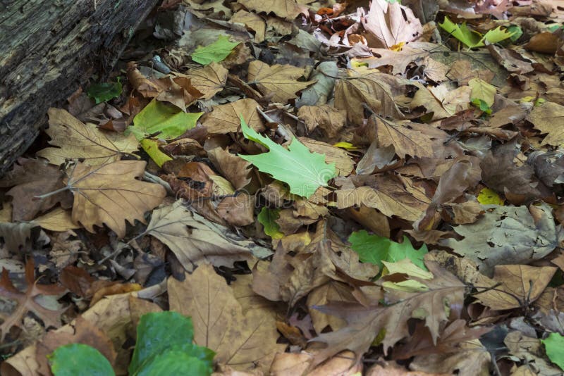 Autumn Leaves on the Ground after Falling from the Tree Stock Photo ...
