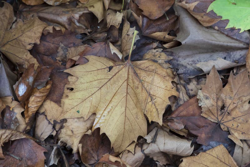 Brown Autumn Leaves on the Ground after Falling from the Tree Stock ...