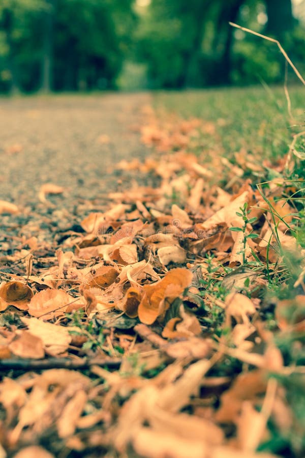 Autumn leaves on ground stock photo. Image of group, colorful - 99717594