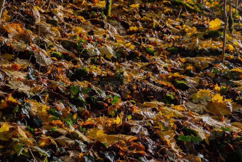Autumn Leaves on the Ground Illuminated by the Sunlight for Autumn ...