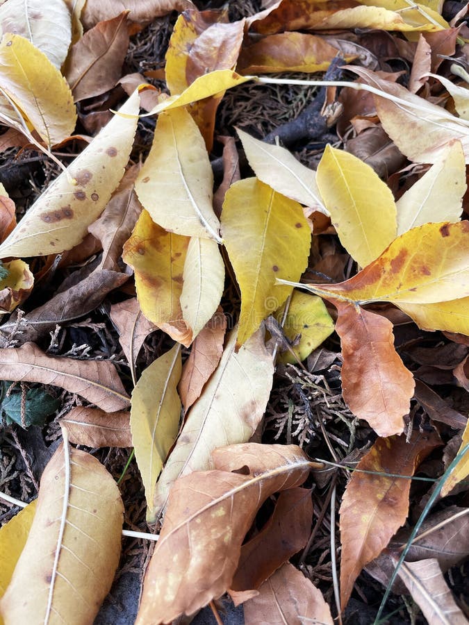 Autumn Leaves on the Ground Stock Photo - Image of leaf, season: 261906862