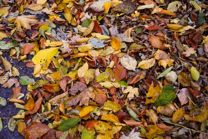 Autumn Leaves on the Ground, Multicolored Leaves , Autumn Background ...