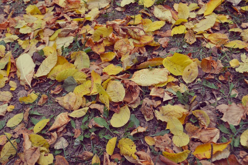 Autumn Leaves on the Ground Stock Image - Image of closeup, golden ...