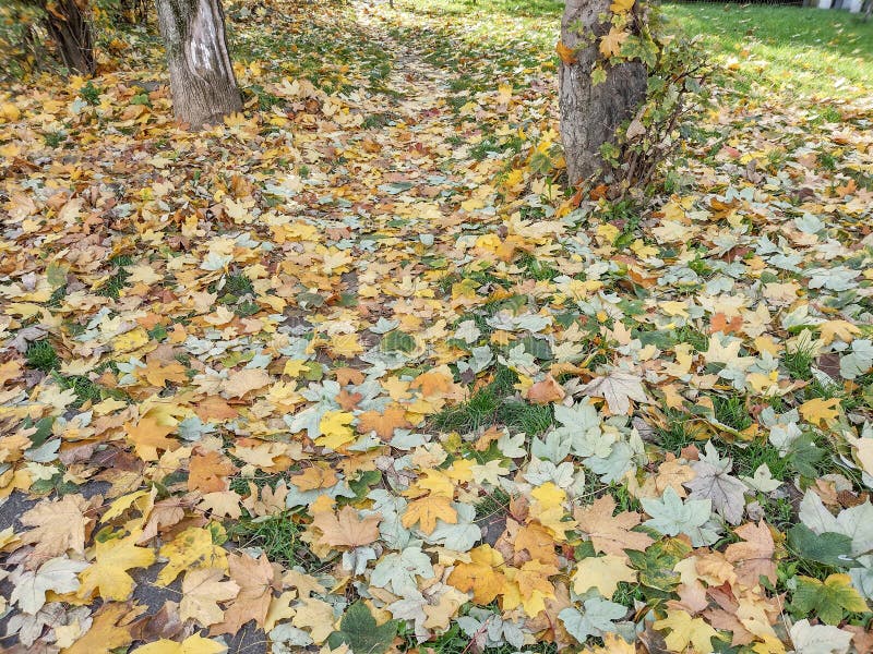Autumn Leaves on the Ground in November Stock Photo - Image of outdoor ...