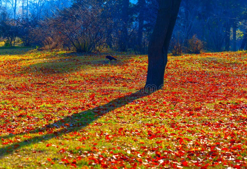 Autumn Leaves on the Ground in the Park Stock Photo - Image of season ...