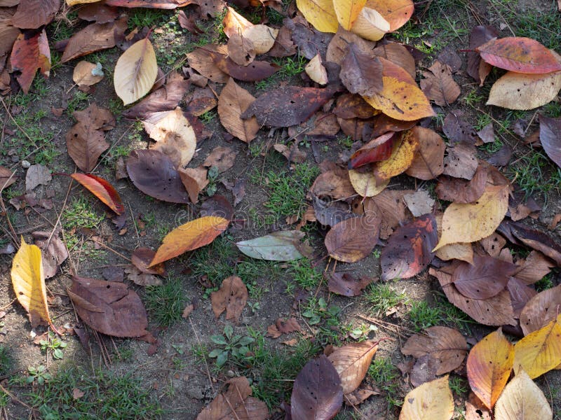Autumn Leaves on the Ground in Park Stock Image - Image of foliage ...