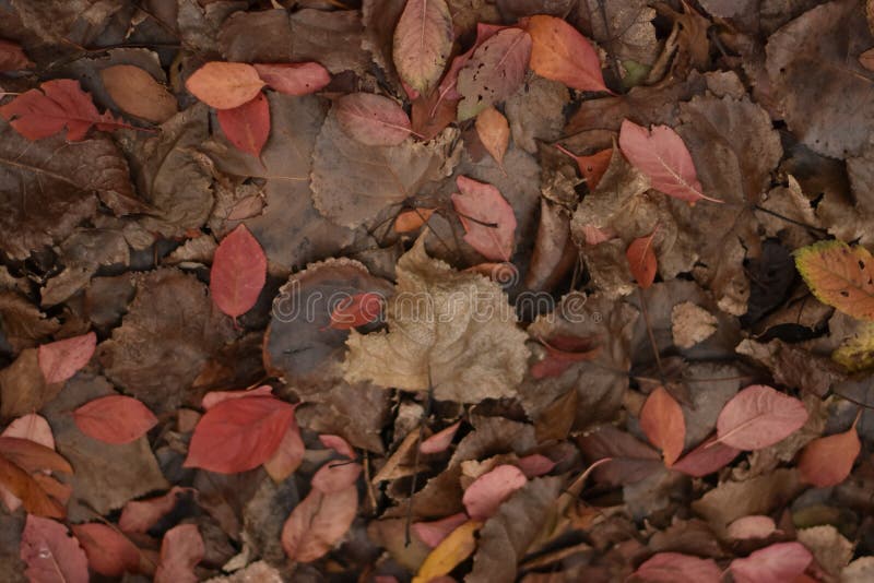 Autumn Leaves on the Ground Stock Image - Image of park, yellow: 104191381